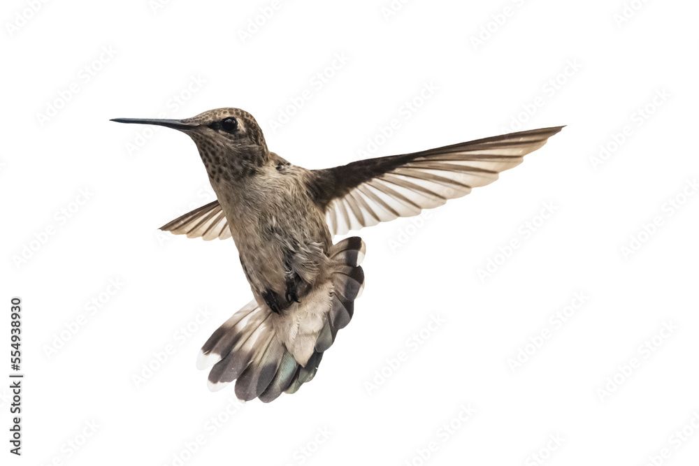 Black-chinned Hummingbird (Archilochus alexandri) Photo, in Flight on a ...
