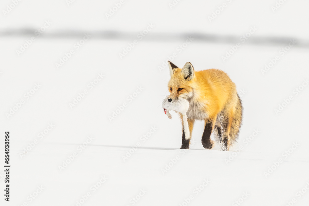 Red fox (Vulpes vulpes) carrying it prey, a long-tailed weasel (Mustela ...
