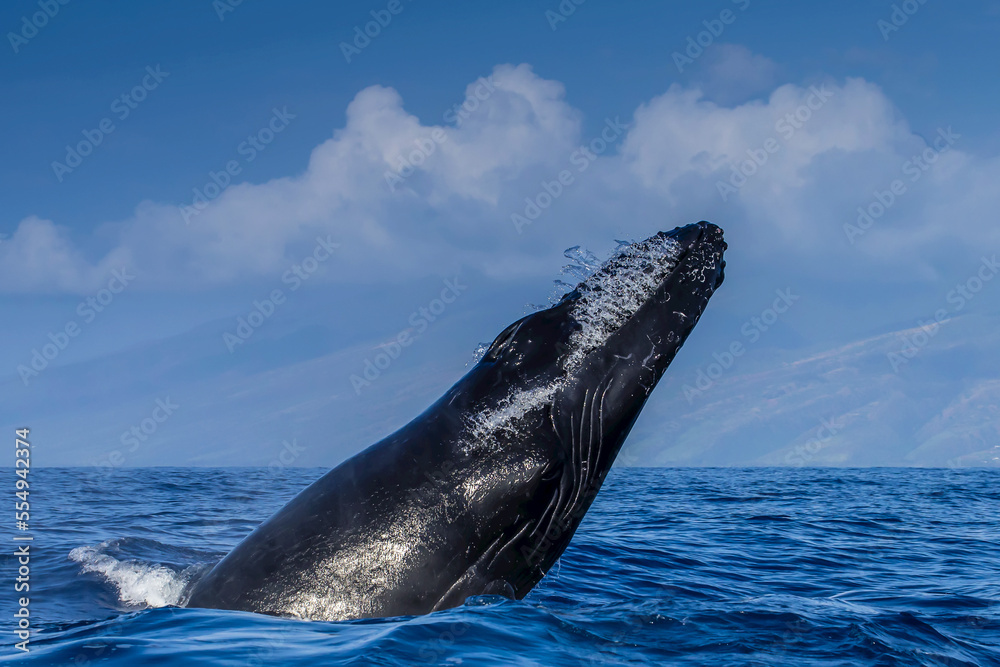 Side view of a humpback whale breaching in the Pacific. Stock Photo ...