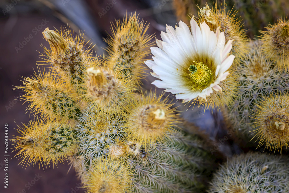 White cactus flower of the hedgehog cactus, Echinocereus grandis, an ...