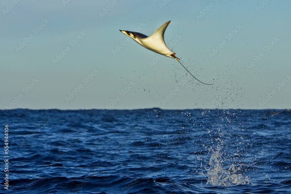 Devil ray, Mobula species, leaping from the water near Los Islotes ...