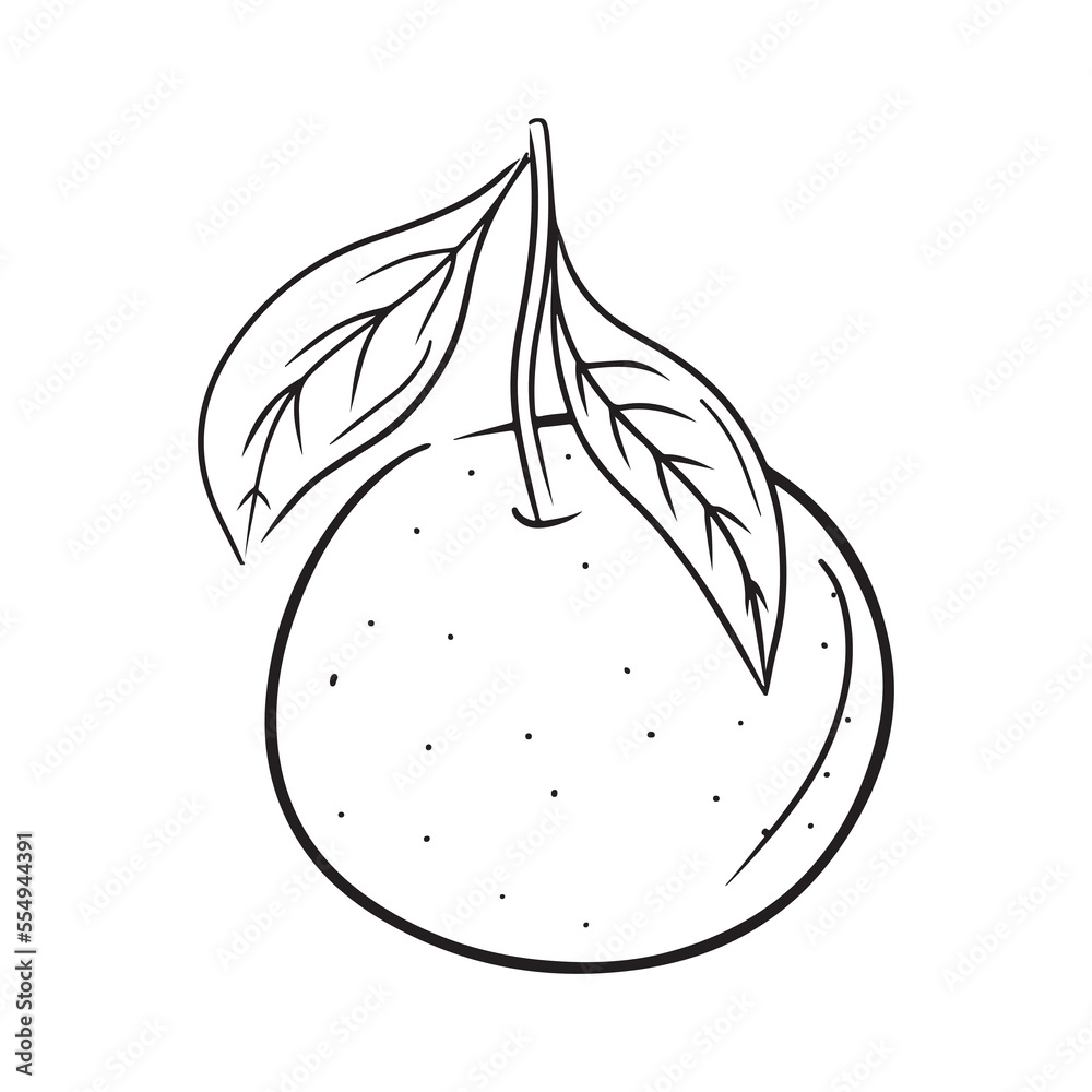 Tangerine fruit on branch with two leaves in black isolated on white ...