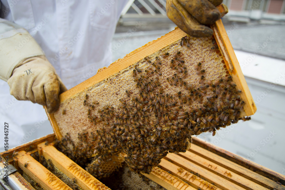 Bees on a honeycomb from a rooftop beehive.; Mc Lean, Virginia. Stock ...