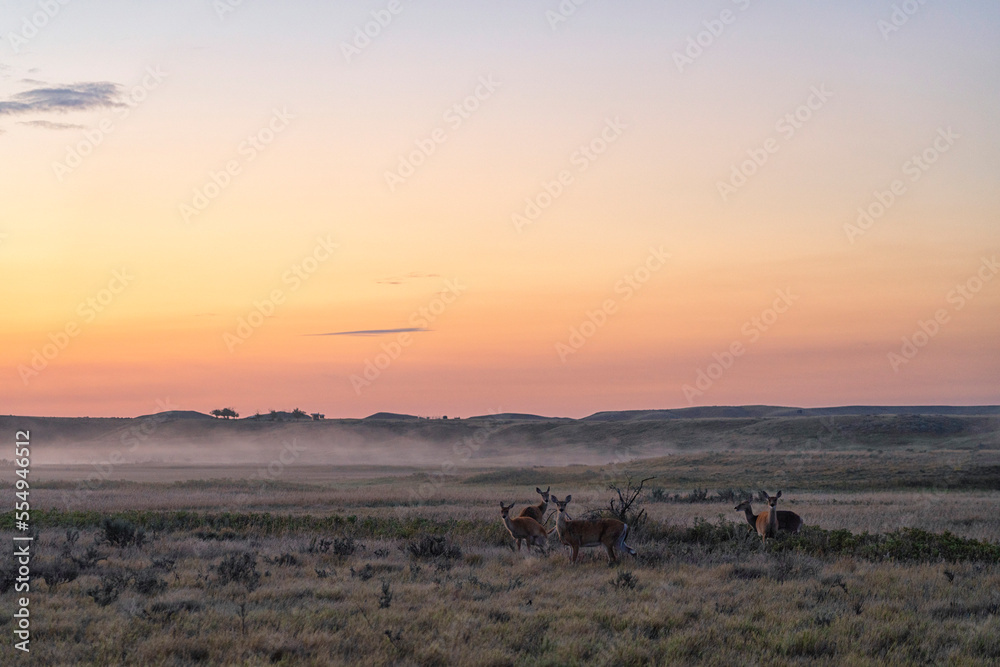 Herd of Mule deer (Odocoileus hemionus) in the valley at sunrise ...