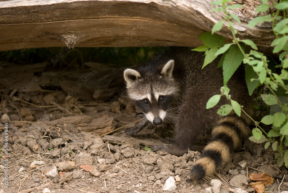 Raccoon (Procyon lotor) hiding under a log at a wildlife rescue member ...