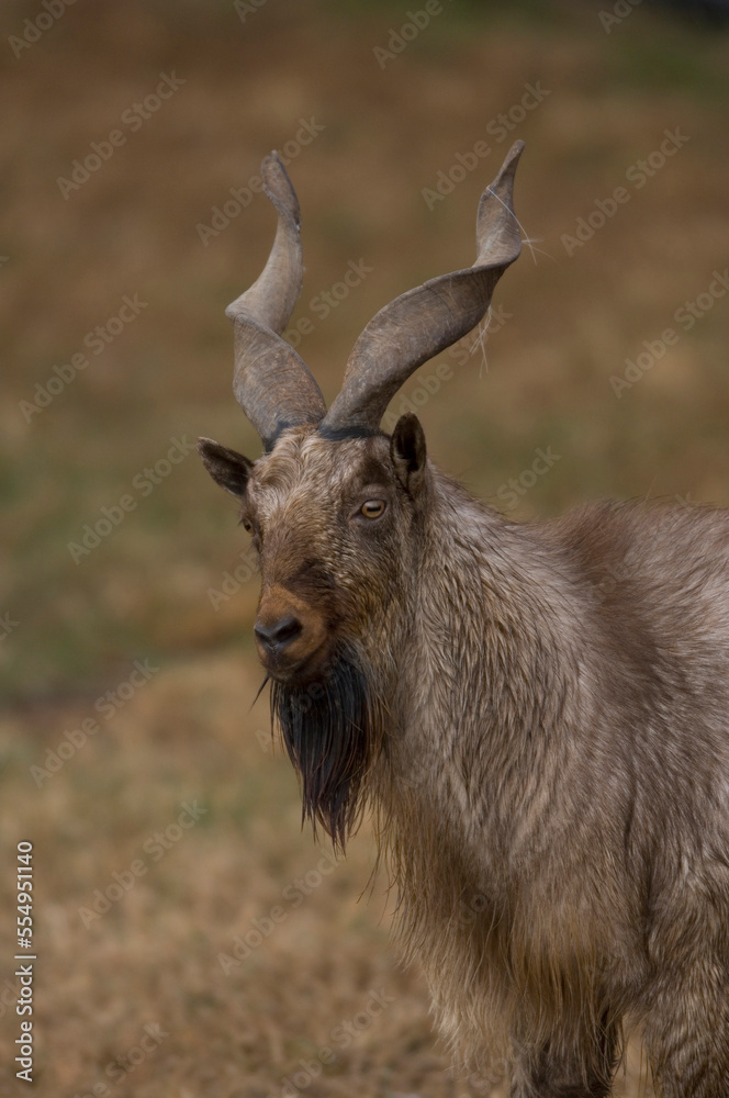 Portrait of a Markhor (Capra falconeri heptneri) at a Wildlife ...