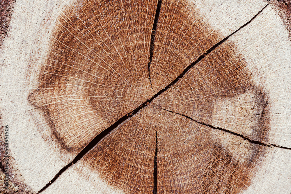 oak wood trunk cross section,texture,full frame,background Stock Photo ...