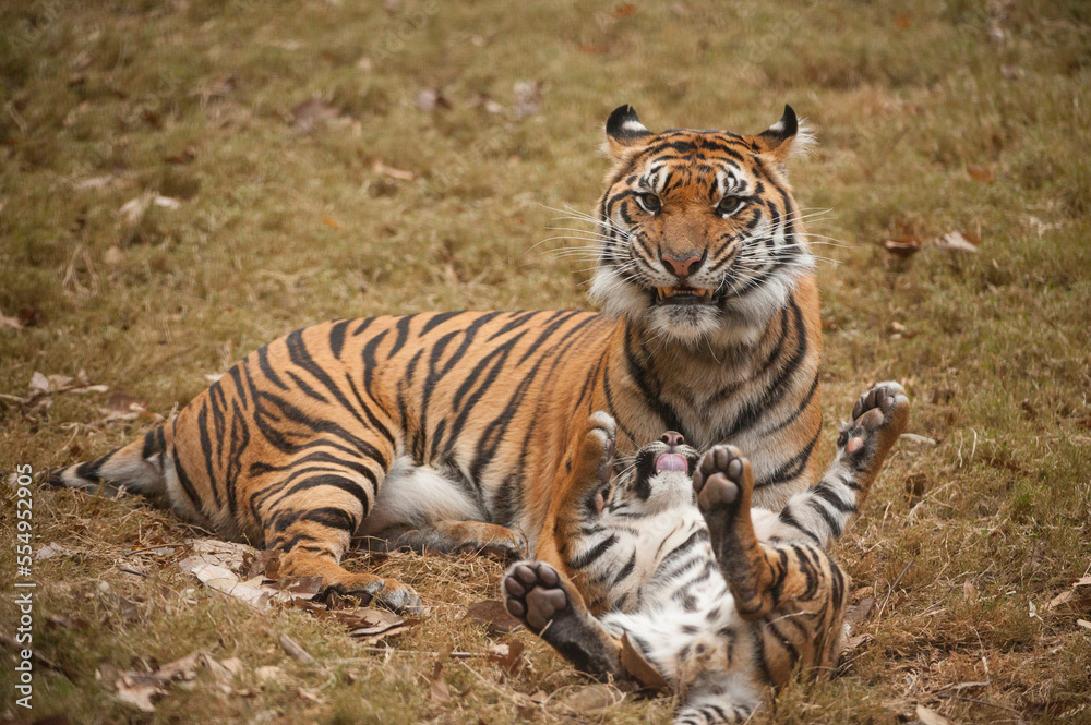 Critically-endangered female Sumatran tiger (Panthera tigris sumatrae ...