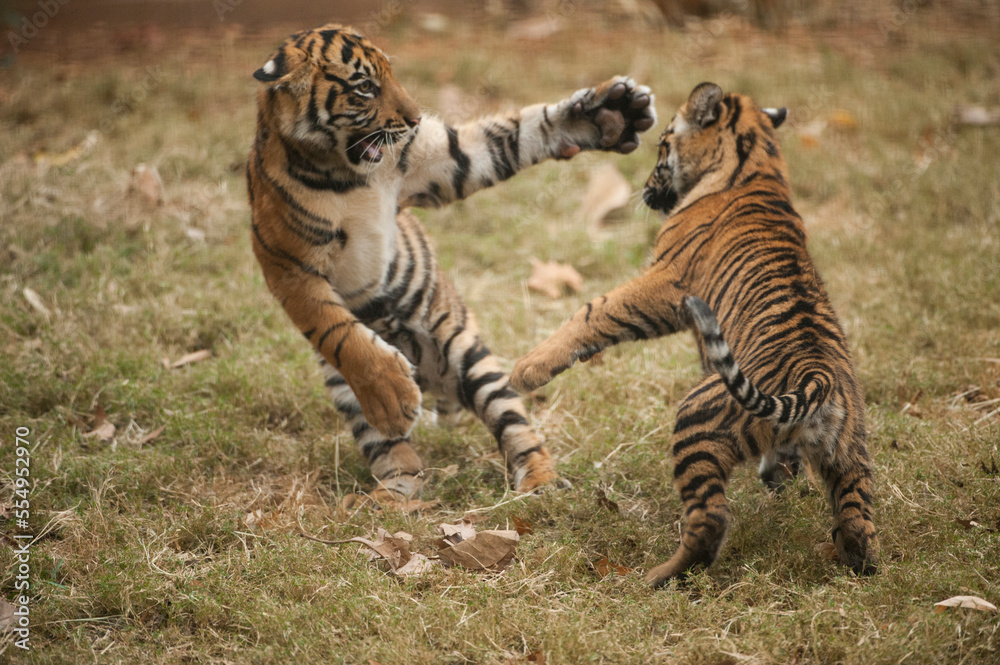 Critically-endangered Sumatran tiger cubs (Panthera tigris sumatrae ...