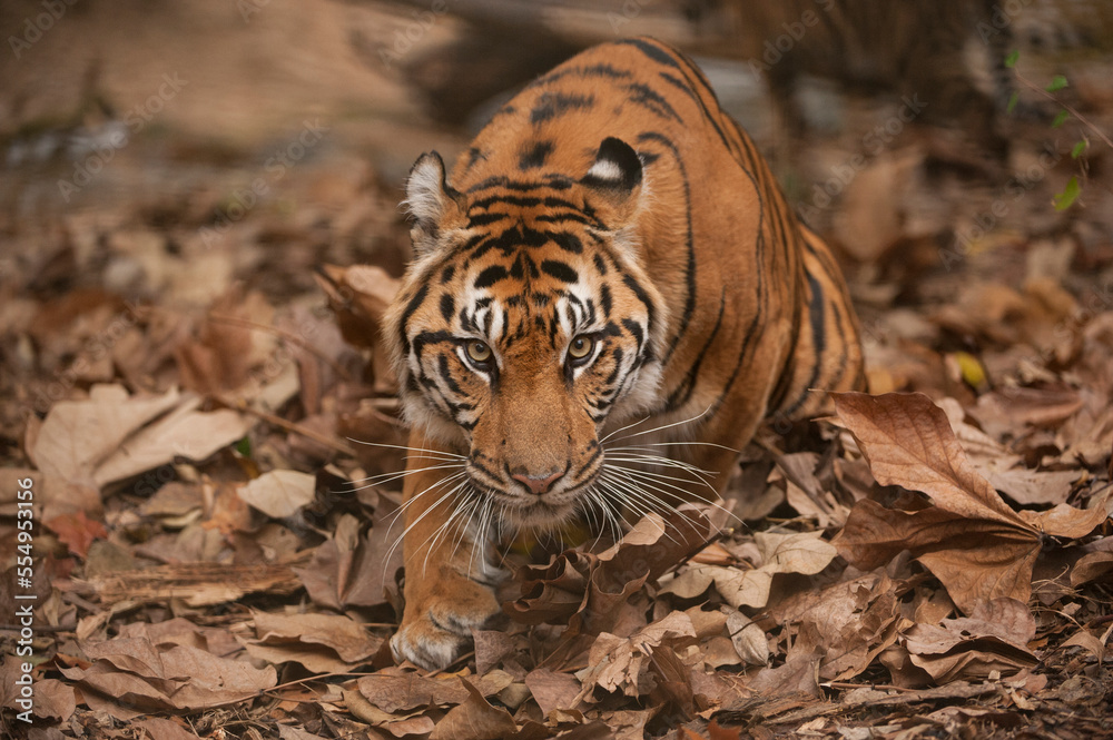 Portrait of a critically-endangered Sumatran tiger cub (Panthera tigris ...