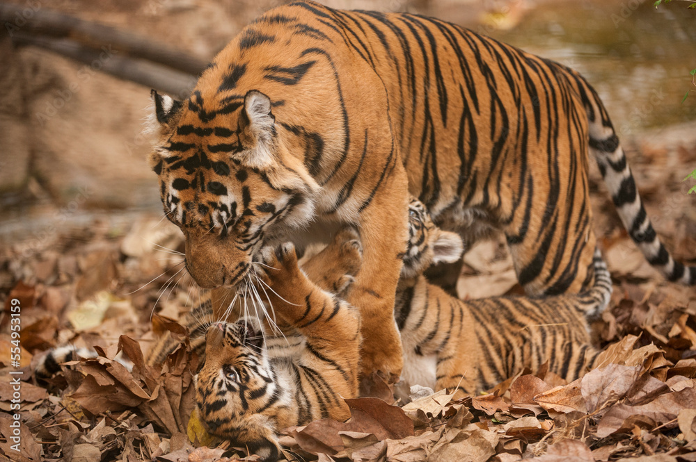 Critically-endangered female Sumatran tiger (Panthera tigris sumatrae ...