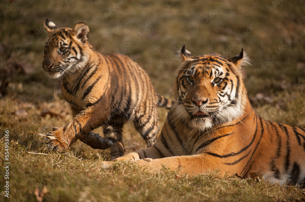 Critically-endangered female Sumatran tiger (Panthera tigris sumatrae ...