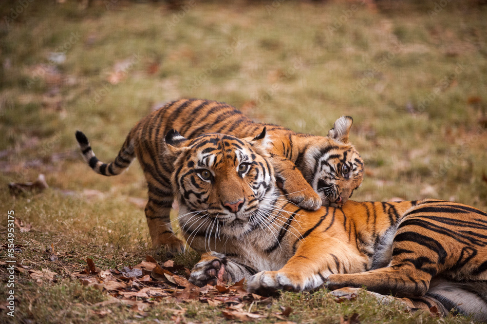 Critically-endangered female Sumatran tiger cub (Panthera tigris ...
