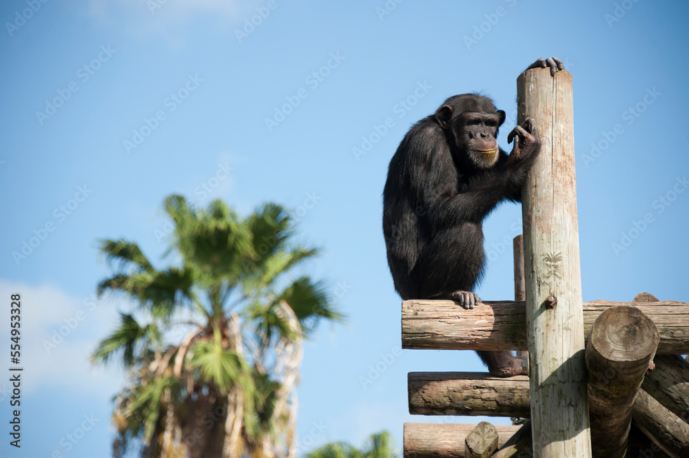 Chimpanzee (Pan troglodytes) sitting on a wood structure in a zoo with ...