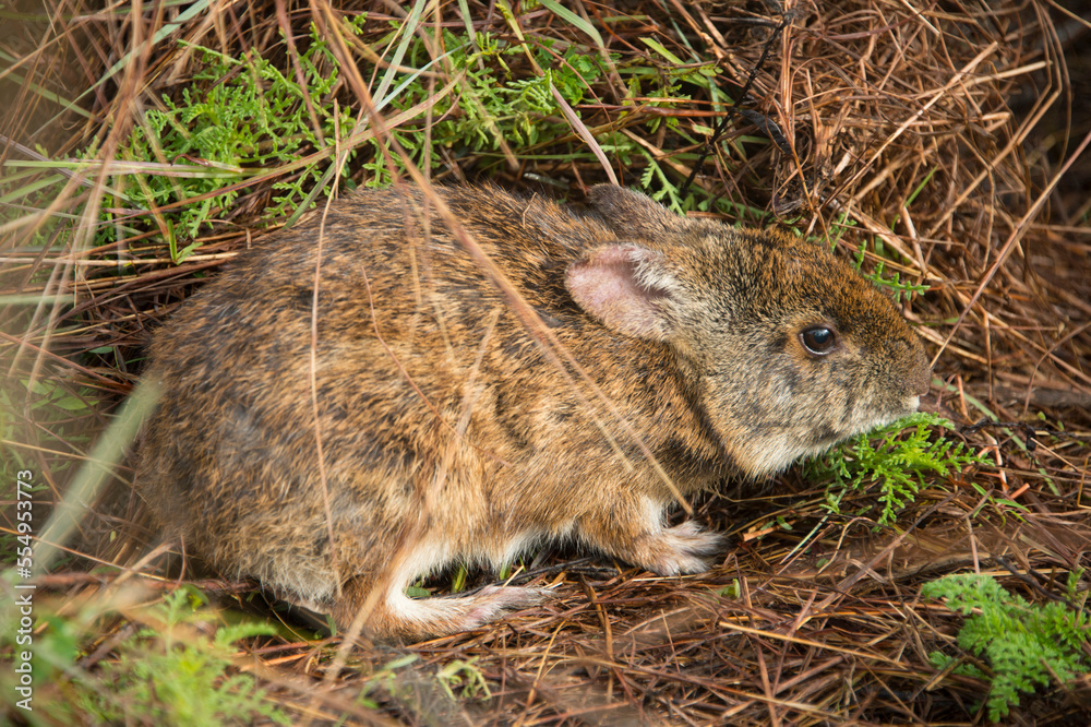 Foto de Portrait of a critically endangered Lower keys marsh rabbit ...