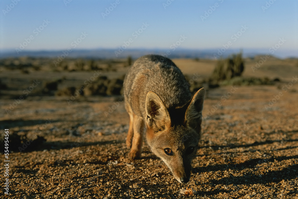 Desert fox (Vulpes vulpes sp.) sniffing the ground in the coastal ...