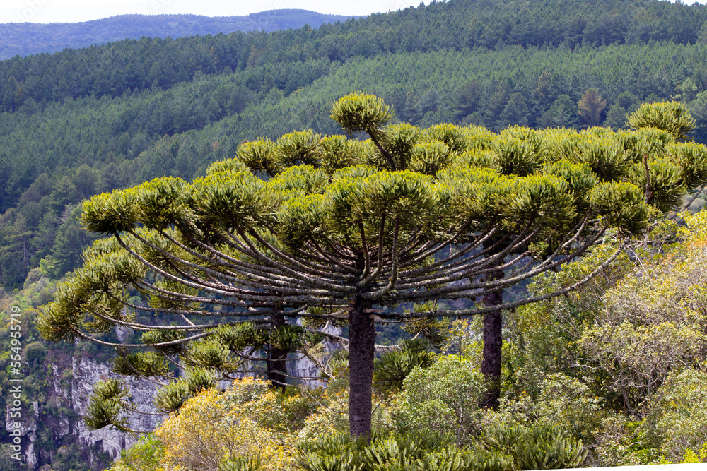Araucária, espécie arbórea dominante da floresta ombrófila mista. Stock ...