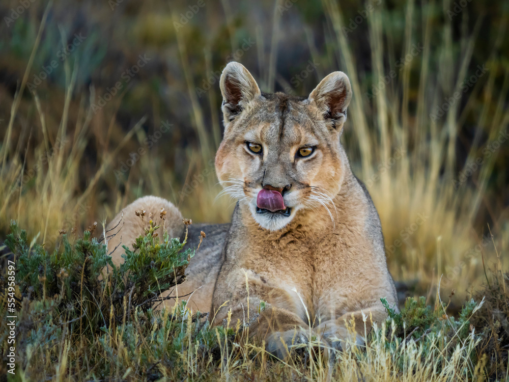 Portrait of a Puma (Puma concolor) lying in grasses and looking at the ...