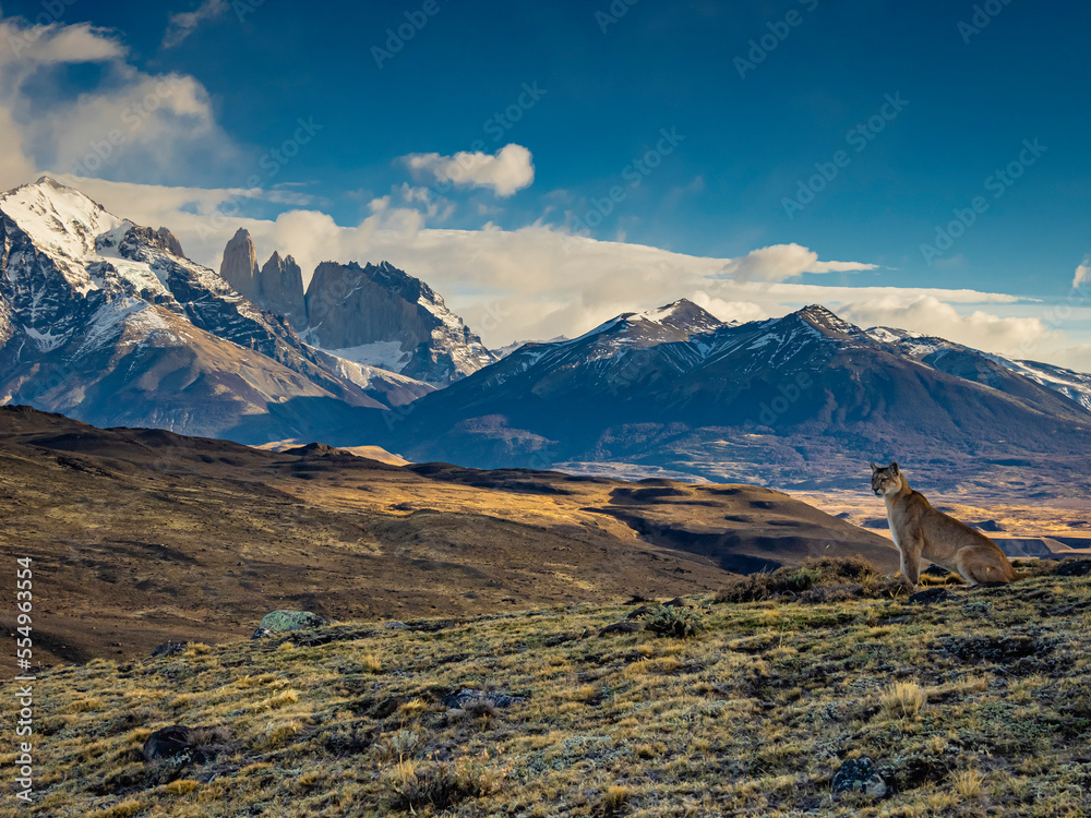 Wild cat in the grand landscape, Puma (Puma concolor), Torres del Paine ...
