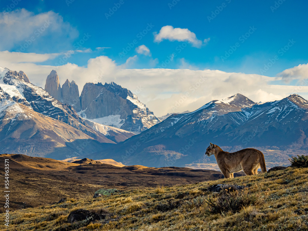Wild cat in the grand landscape, Puma (Puma concolor), Torres del Paine ...