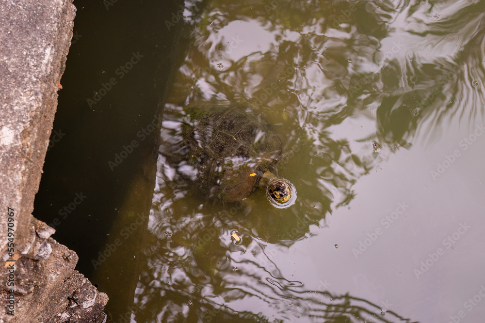 Yellow-headed temple turtle (Heosemys annandalii) swimming under the ...