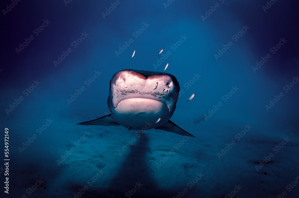 A head on view of a young tiger shark Stock Photo | Adobe Stock