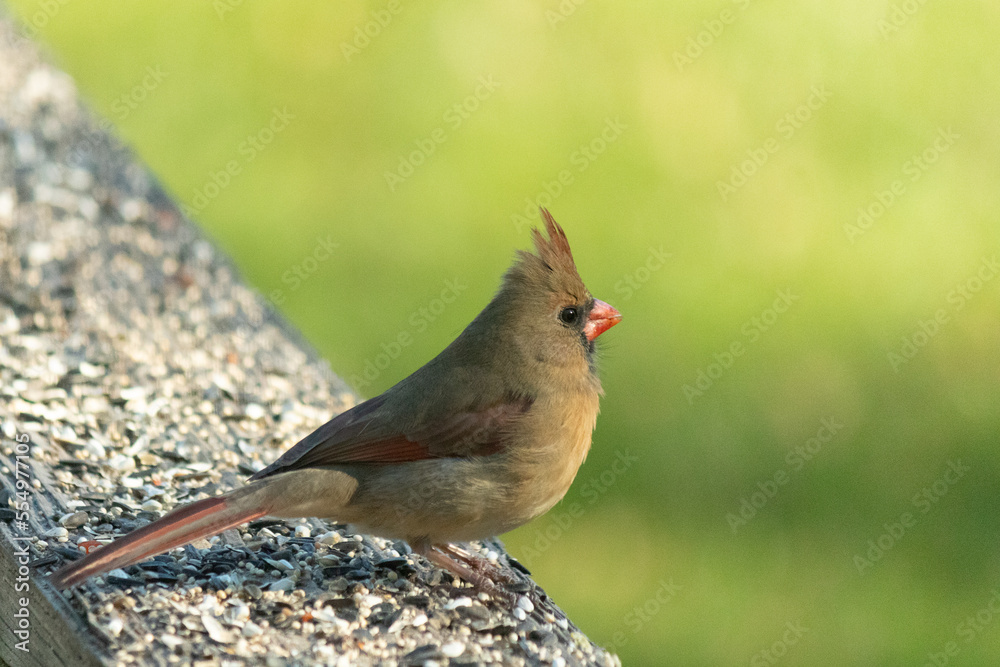 Beautiful female cardinal sitting on the railing of the deck. These ...