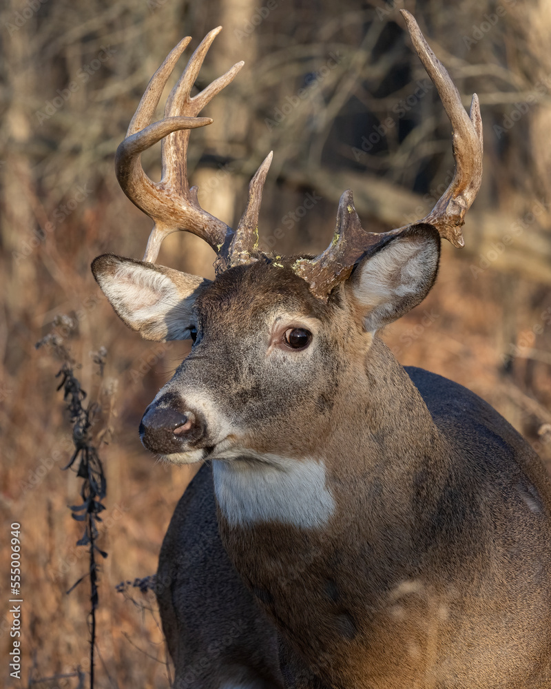 White tailed buck or Virginia deer with a beautiful rack or set of ...