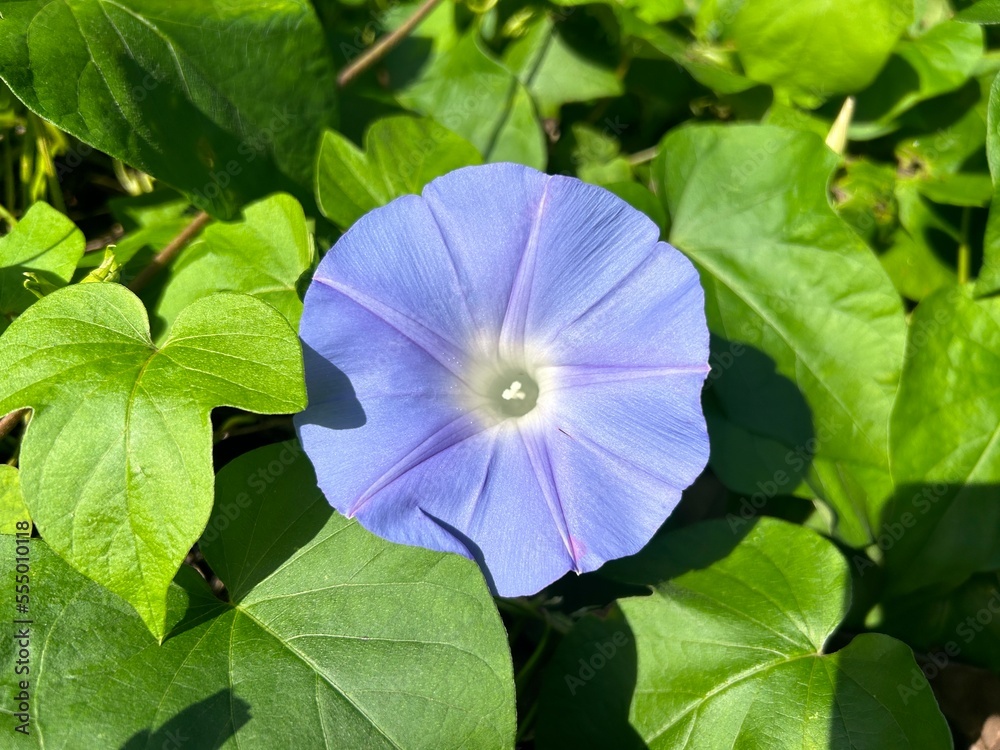 Foto de Ipomoea indica var. indica: Koali awa Native Hawaiian Plant do ...