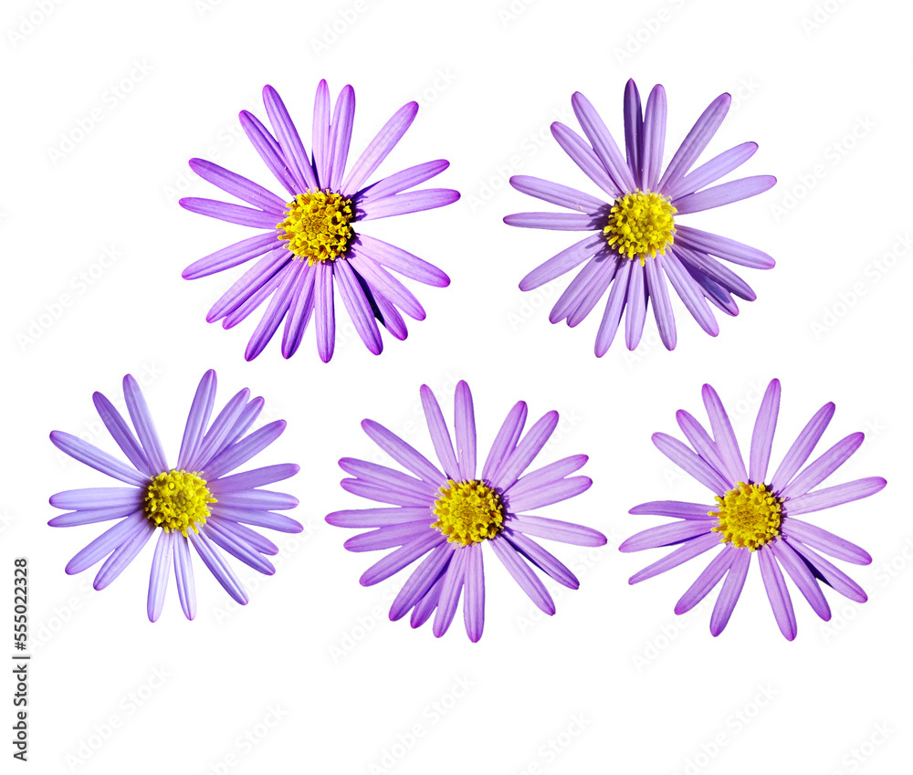 Aster flowers PNG, Blue aster flowers on transparent background ...