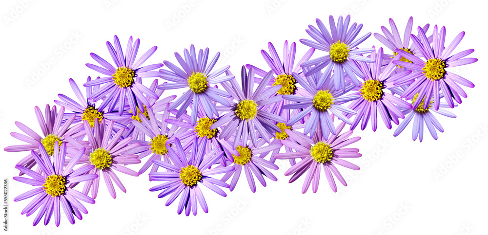 Aster flowers PNG, Blue aster flowers on transparent background ...