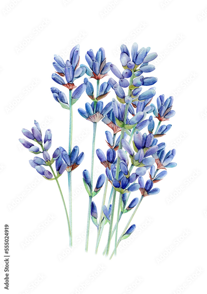 Watercolor lavender PNG, Lavender flower watercolor PNG, Clipart ...