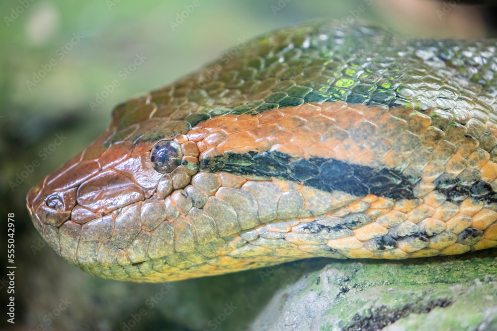 The closeup image of green anaconda (Eunectes murinus) . It is a boa ...