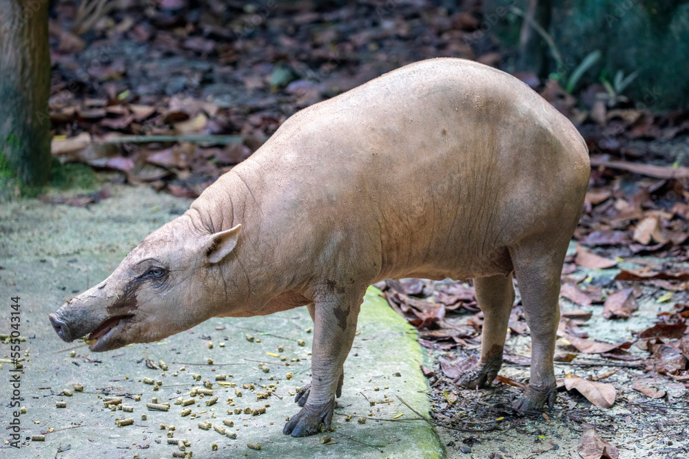 a female Buru babirusa stands alone. It is a wild pig-like animal ...