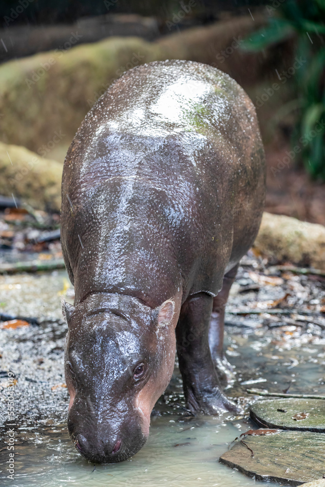 The pygmy hippopotamus (Choeropsis liberiensis or Hexaprotodon ...