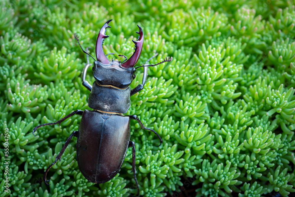 Photo & Art Print Lucanus cervus, the European stag beetle, is one of ...