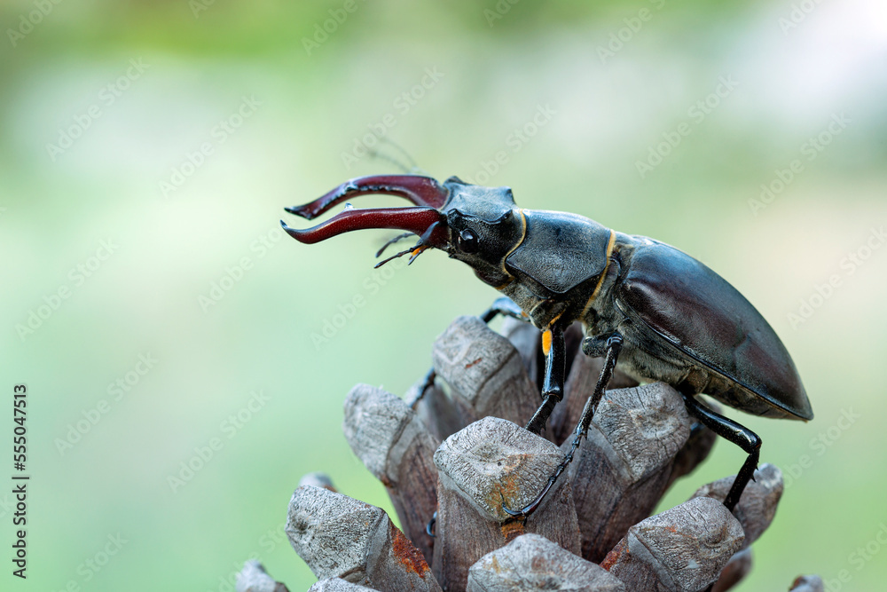 Lucanus cervus, the European stag beetle, is one of the best-known ...