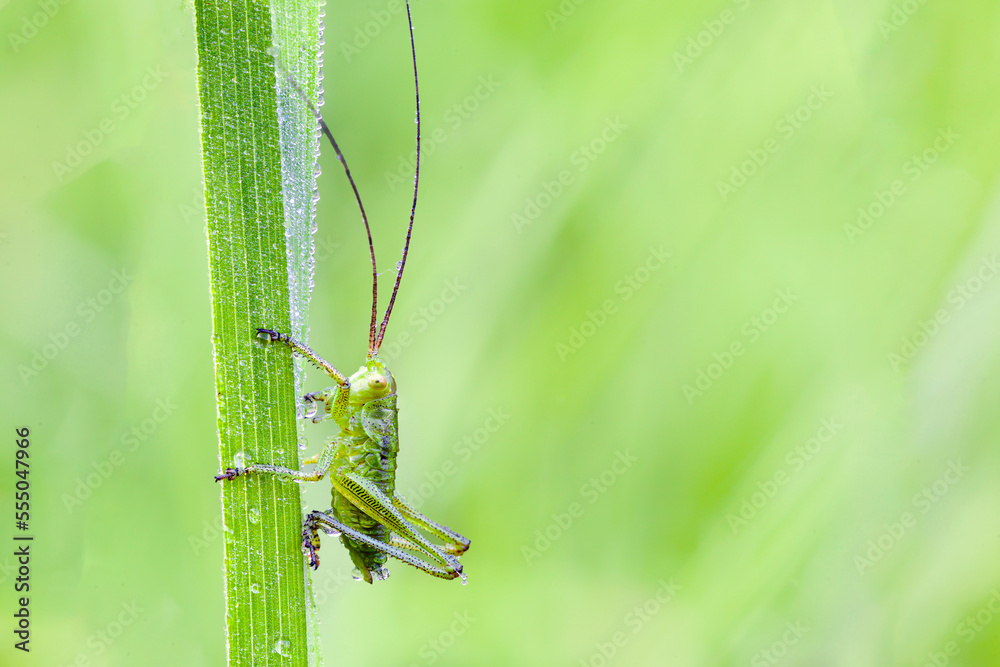 Macro photography of Grasshopper on green leaf in the forest ...