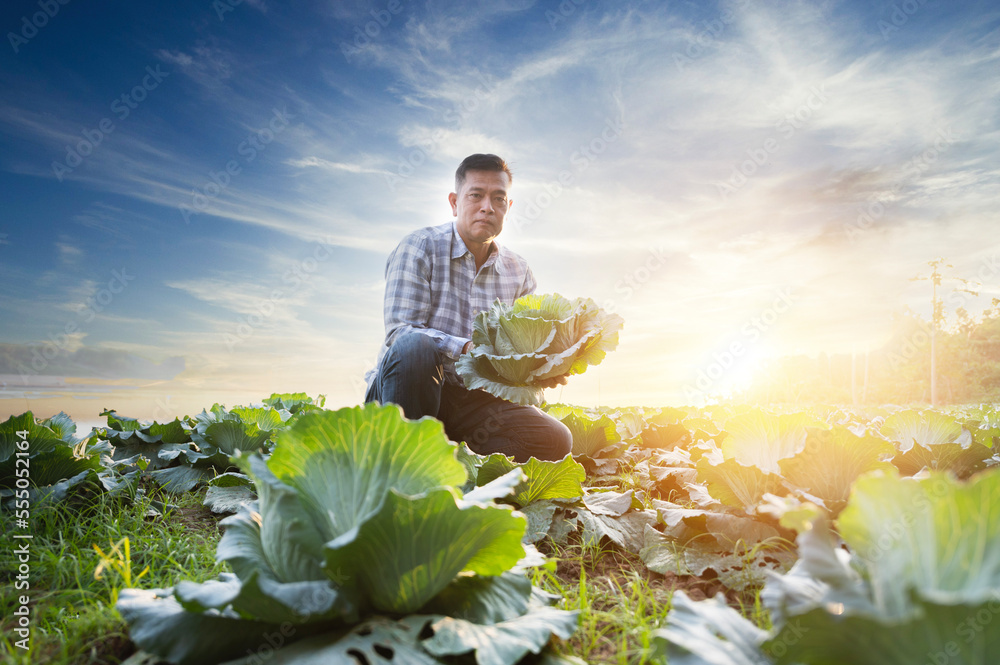 Young farmer harvesting cabbage hand holding green cabbage fresh ...
