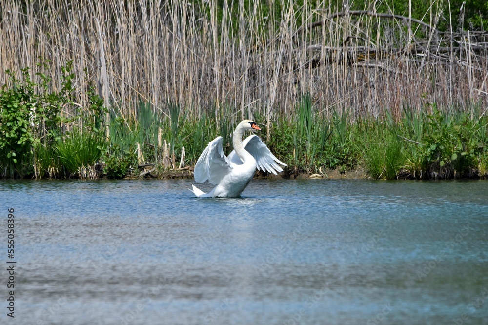 Ein Schwan flattert im Wasser eines Sees mit seinen Flügeln (Totale ...