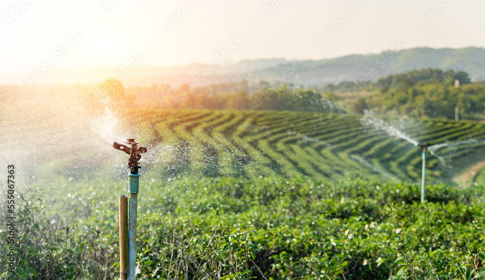 Tea Farm Wallpaper