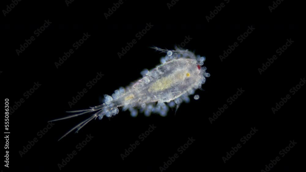 Crustacea Copepoda and ciliate Vorticella under microscope. Video shows ...