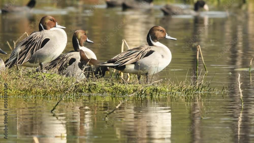 full shot of Northern pintail or Anas acuta family with reflection in ...
