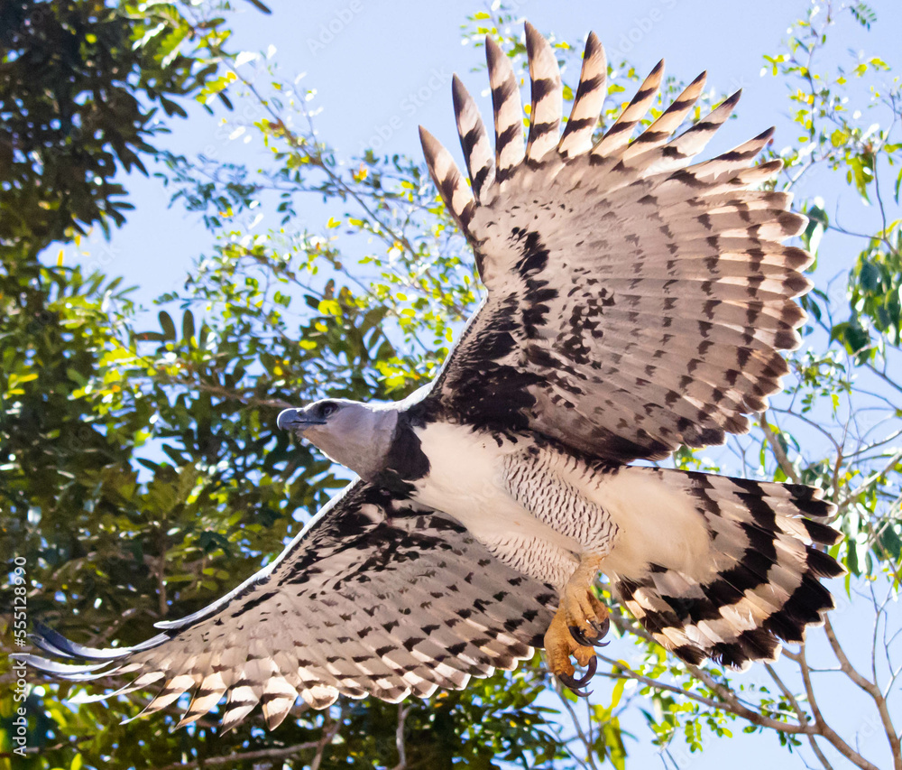 Harpy Eagle Print Out