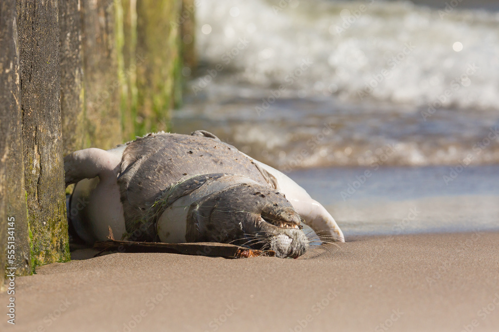 dead seal, drowned in fishing nets, seal on the sea shore Stock Photo ...