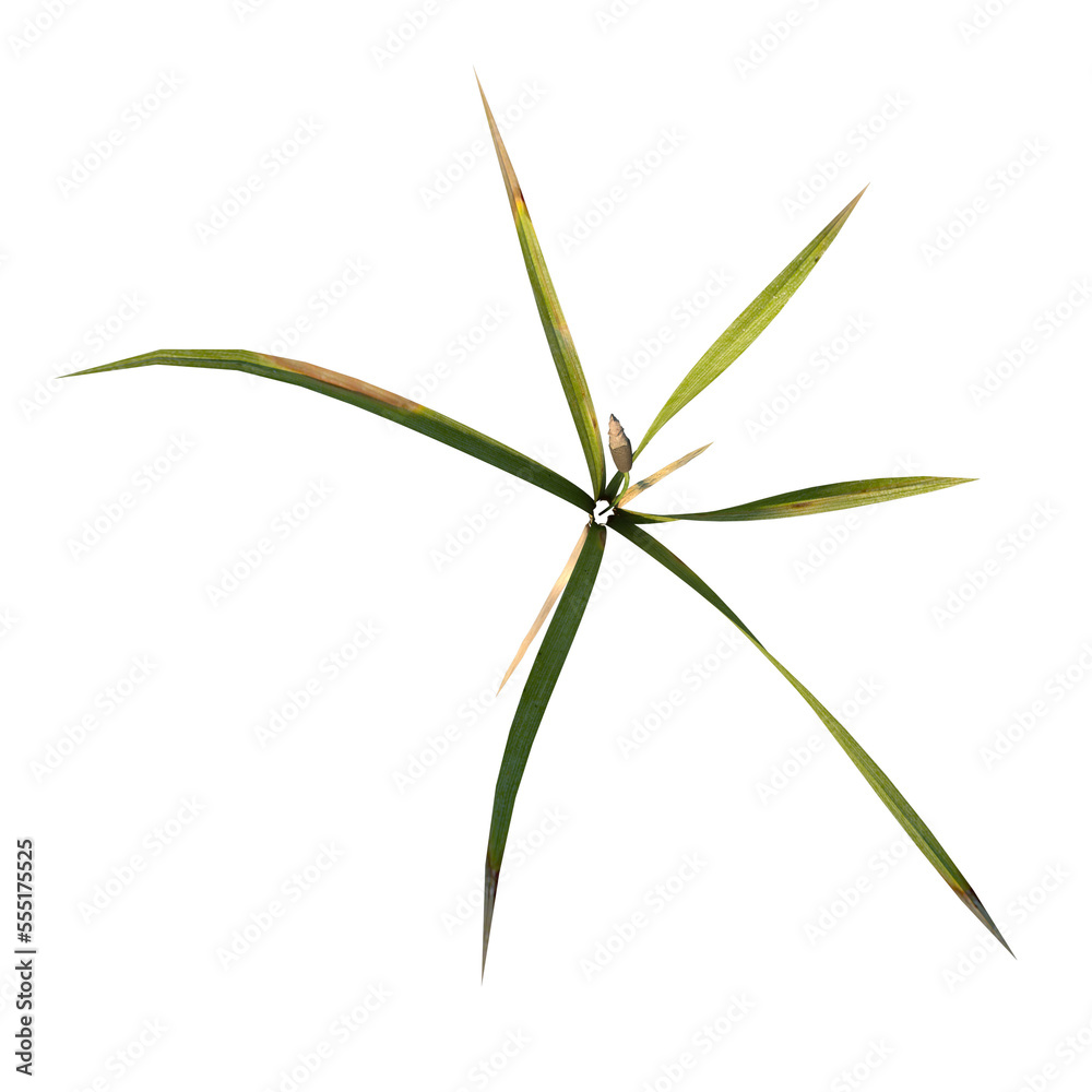 Top view of Plant ( bulrush reedmace reed cattail punks 1) Tree png ...