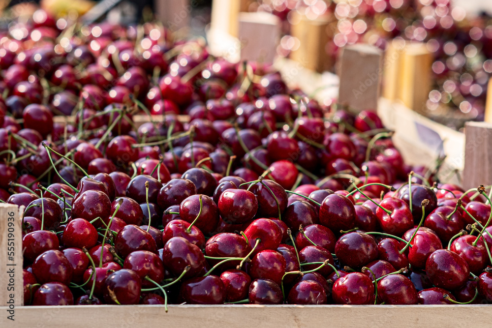 Picking cherries in the orchard . Boxes of freshly picked lapins ...