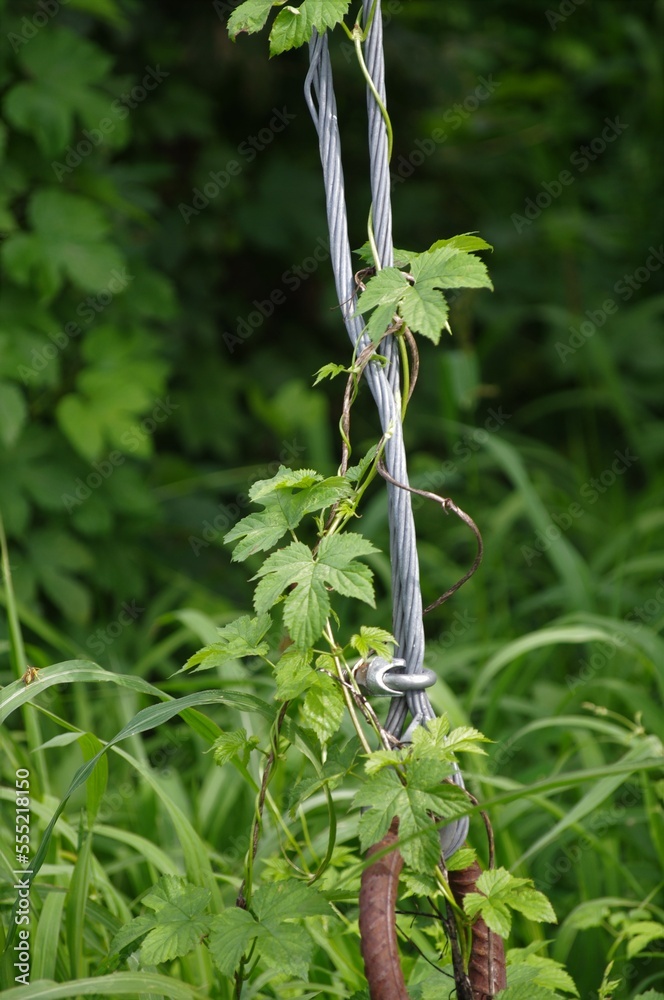 Humulus lupulus, hop plant at the lake of constance, climbing fast ...