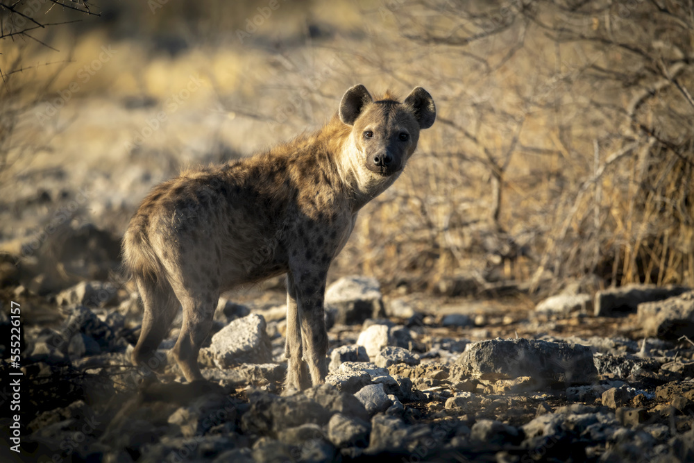 Spotted hyena (Crocuta crocuta) running across the grassland in the ...