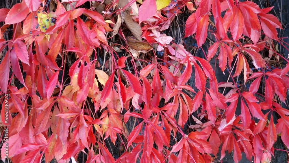 Red leaves of a plant against black background in autumn. Colorful vine ...
